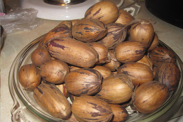 Pikan Cevizi Faydaları Nelerdir? Nerede Yetişir? - Nefis Yemek Tarifleri