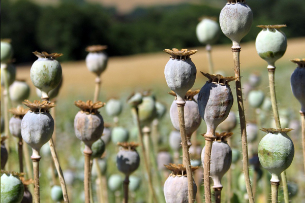 Haşhaş Nedir? Faydaları Nelerdir? - Nefis Yemek Tarifleri