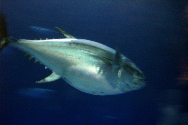 Ton Balığı Kalori ve Besin Değerleri Nedir? Nasıl Yenir? - Nefis Yemek ...