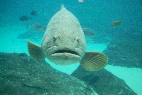 Lagos Balığı Fiyatları 2019 – Özellikleri, Av Teknikleri, Nasıl ...