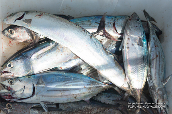 Ton Balığı Kalori ve Besin Değeri Nedir? Faydaları Nelerdir? Nasıl ...