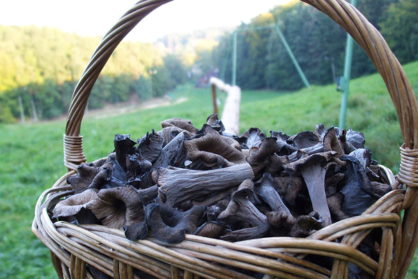 Borazan Mantarı - Nefis Yemek Tarifleri