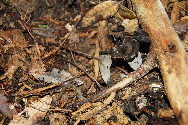 Borazan Mantarı - Nefis Yemek Tarifleri