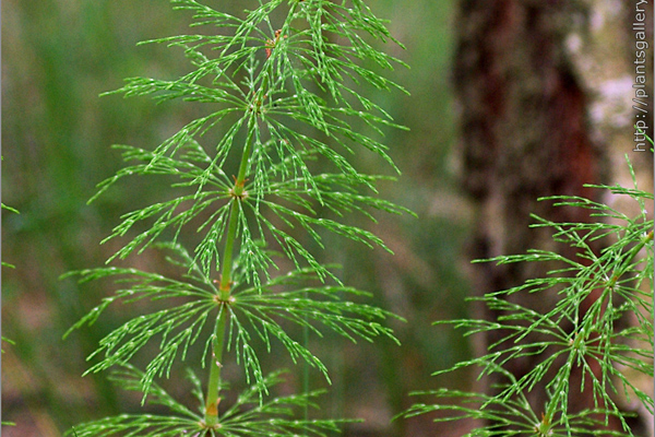 Kırkkilit Otu Faydaları Nelerdir? Nasıl Kullanılır? Çayı Nasıl Yapılır ...