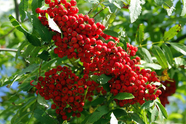 Üvez Meyvesi: Okuyunca Hayrete Düşeceğiniz Sayısız Faydası - Nefis ...