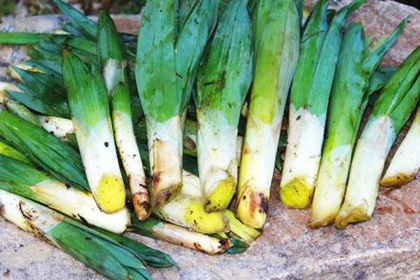 Çiriş Otunun Faydaları Nelerdir? Nerede Yetişir? Nasıl Pişirilir ...