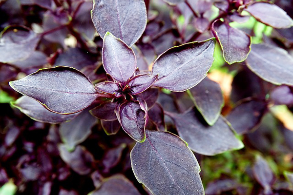 Reyhan Bitkisi Nedir? 10 Şaşırtıcı Faydası - Nefis Yemek Tarifleri