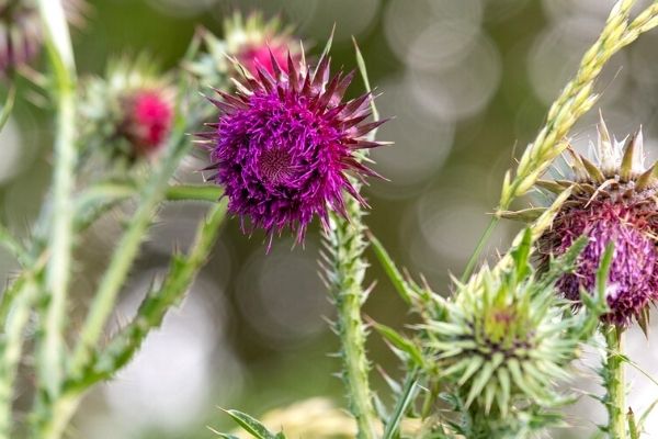 Kenger Otunun Hiç Duymadığınız 11 Faydası - Nefis Yemek Tarifleri