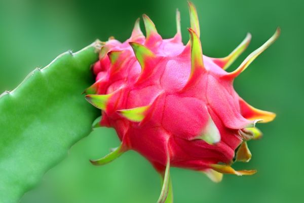 Ejder Meyvesi Yetiştiriciliği Nasıl Yapılır? - Nefis Yemek Tarifleri