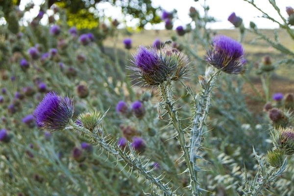 Kenger Otunun Hiç Duymadığınız 11 Faydası - Nefis Yemek Tarifleri