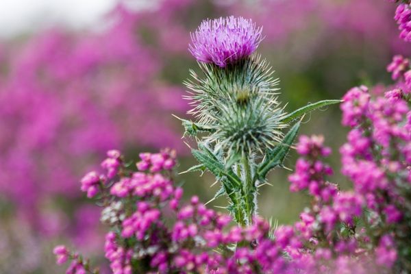 Kenger Otunun Hiç Duymadığınız 11 Faydası - Nefis Yemek Tarifleri