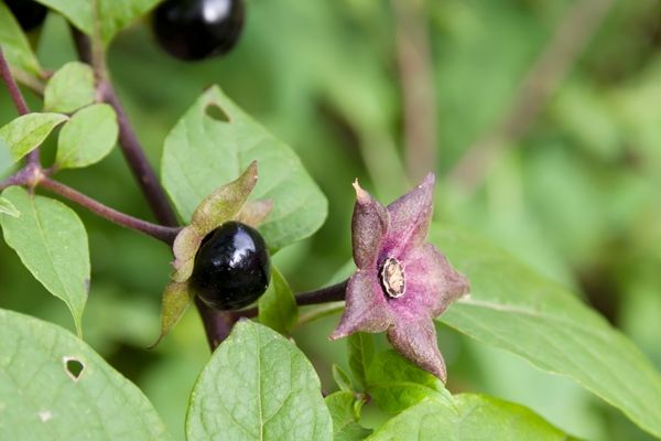 Güzel Avrat Otu Nedir? Faydalı mı Zararlı mı? - Nefis Yemek Tarifleri