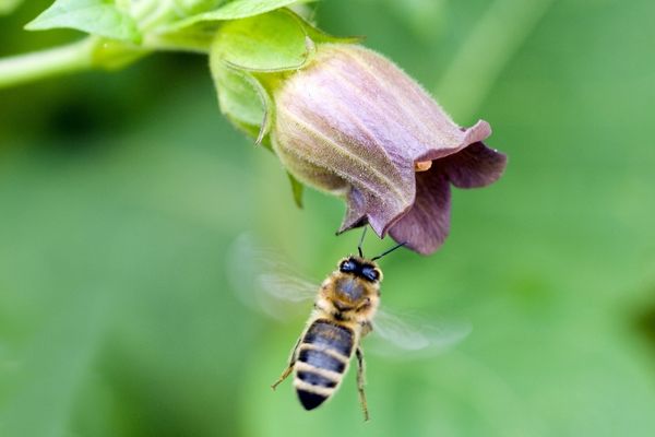 Güzel Avrat Otu Nedir? Faydalı mı Zararlı mı? - Nefis Yemek Tarifleri