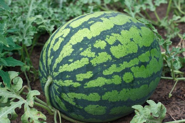 İyi Karpuz Nasıl Yetiştirilir? Adım Adım, Resimli - Nefis Yemek Tarifleri