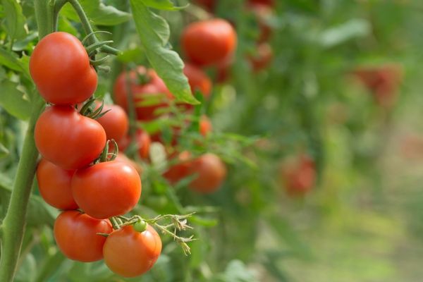 Saksıda Organik Domates Nasıl Yetiştirilir? - Nefis Yemek Tarifleri