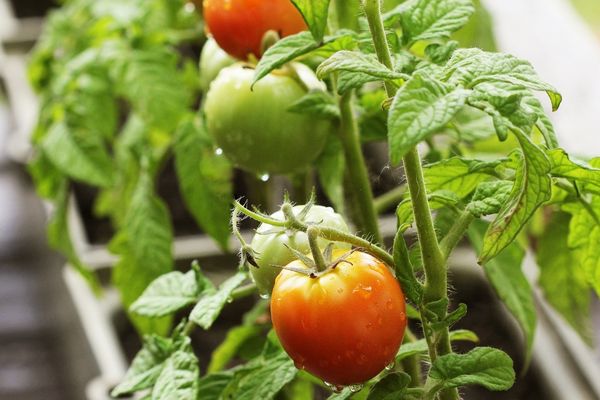 Saksıda Organik Domates Nasıl Yetiştirilir? - Nefis Yemek Tarifleri