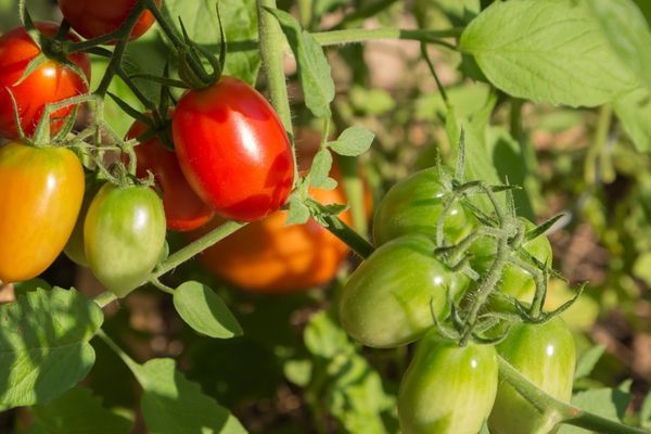 Saksıda Organik Domates Nasıl Yetiştirilir? - Nefis Yemek Tarifleri