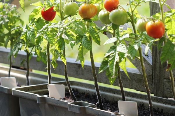 Saksıda Organik Domates Nasıl Yetiştirilir? - Nefis Yemek Tarifleri